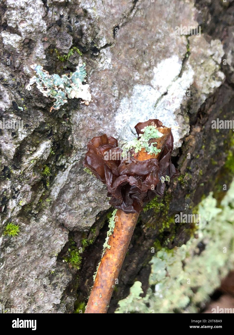 American Amber Jelly Fungus (Exidia crenata) Fungi Stock Photo - Alamy
