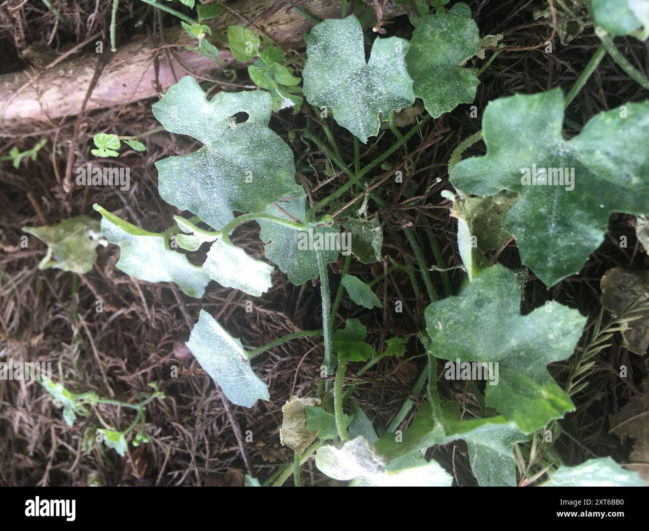 creeping cucumber (Melothria pendula) Plantae Stock Photo - Alamy