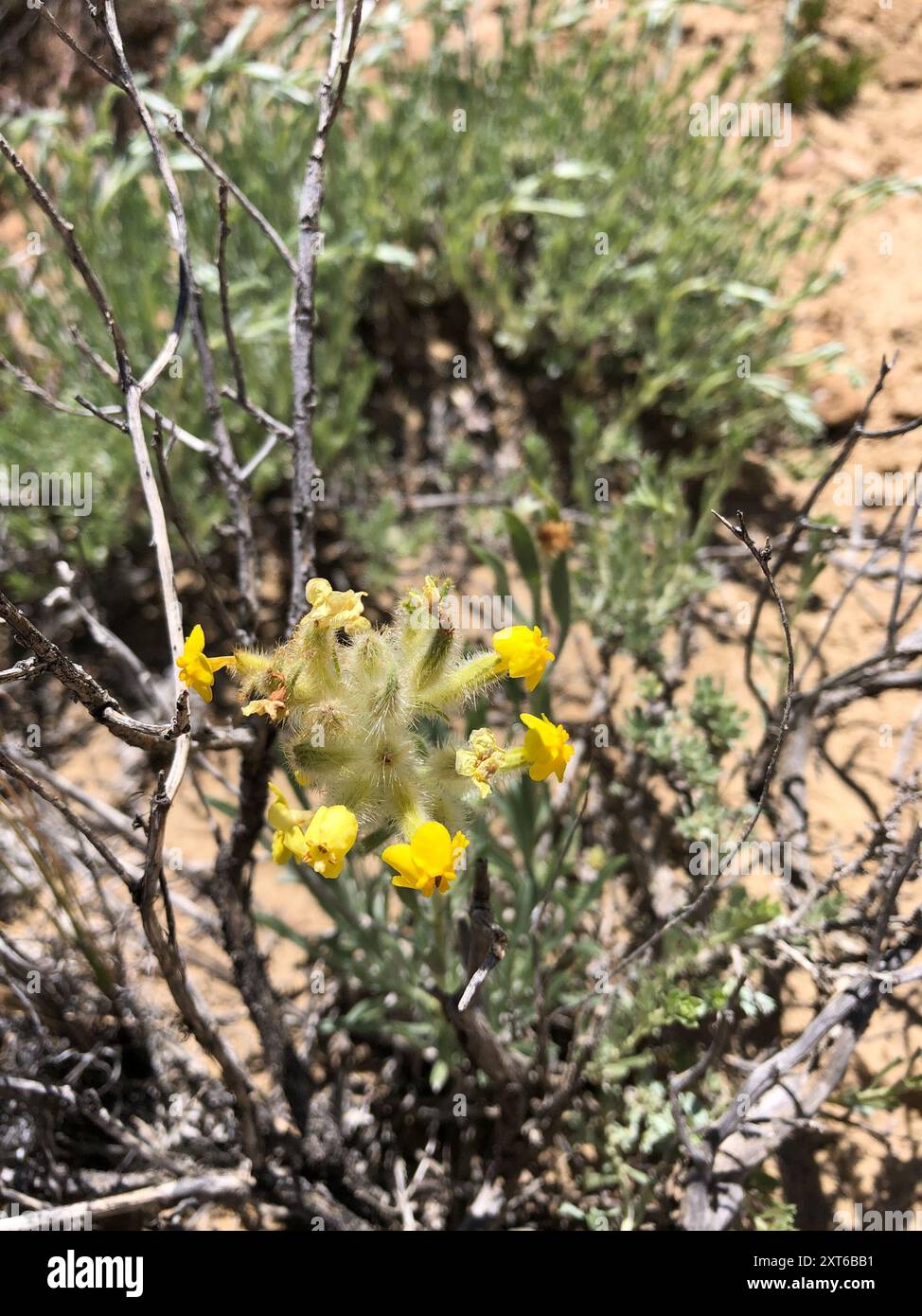 Brenda's Yellow Cryptantha (Oreocarya flava) Plantae Stock Photo - Alamy