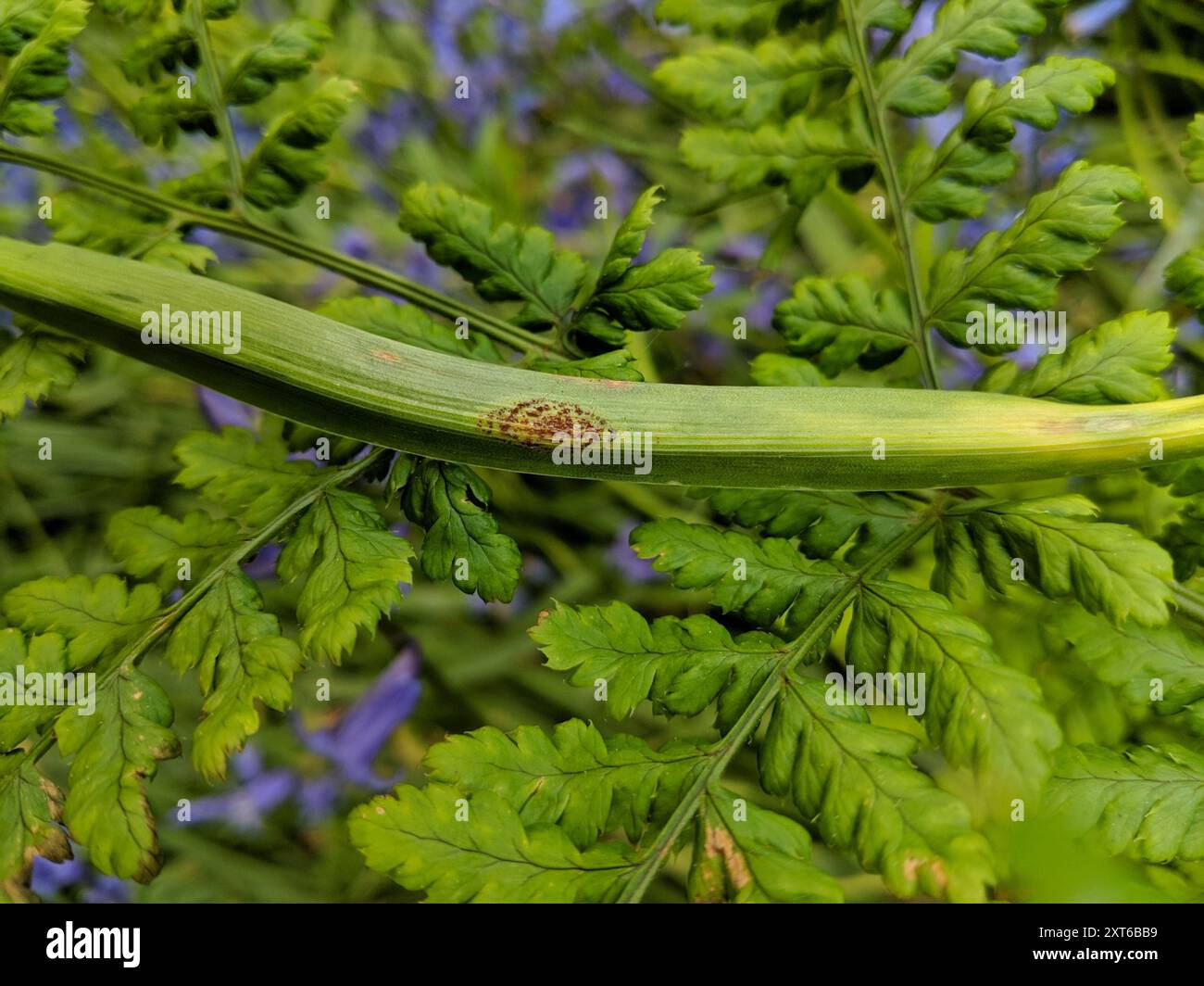 Bluebell rust (Uromyces hyacinthi) Fungi Stock Photo - Alamy