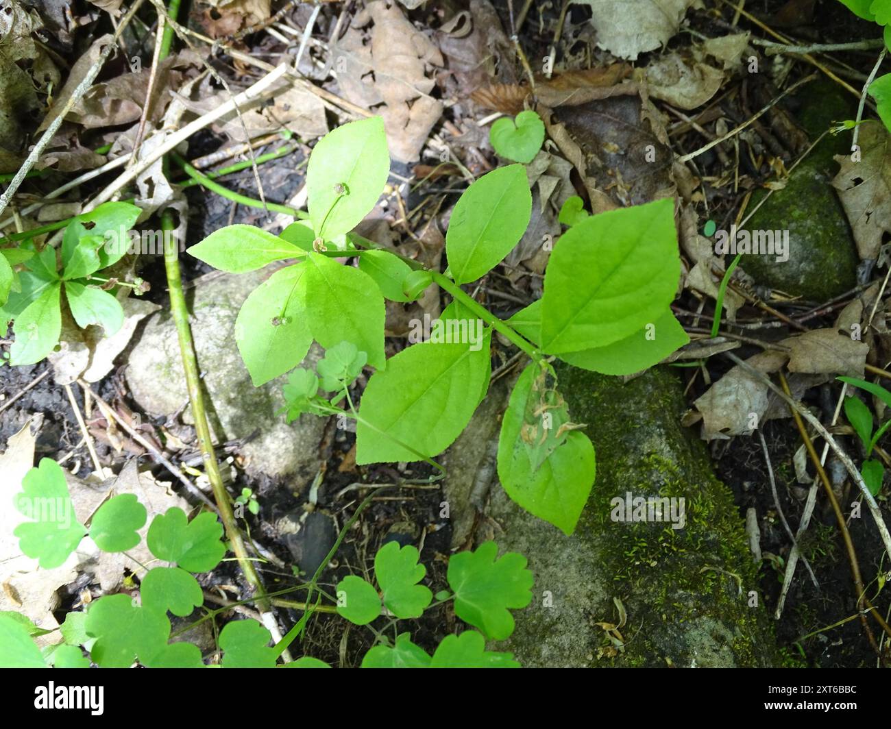 Running Strawberry-bush (Euonymus obovatus) Plantae Stock Photo - Alamy