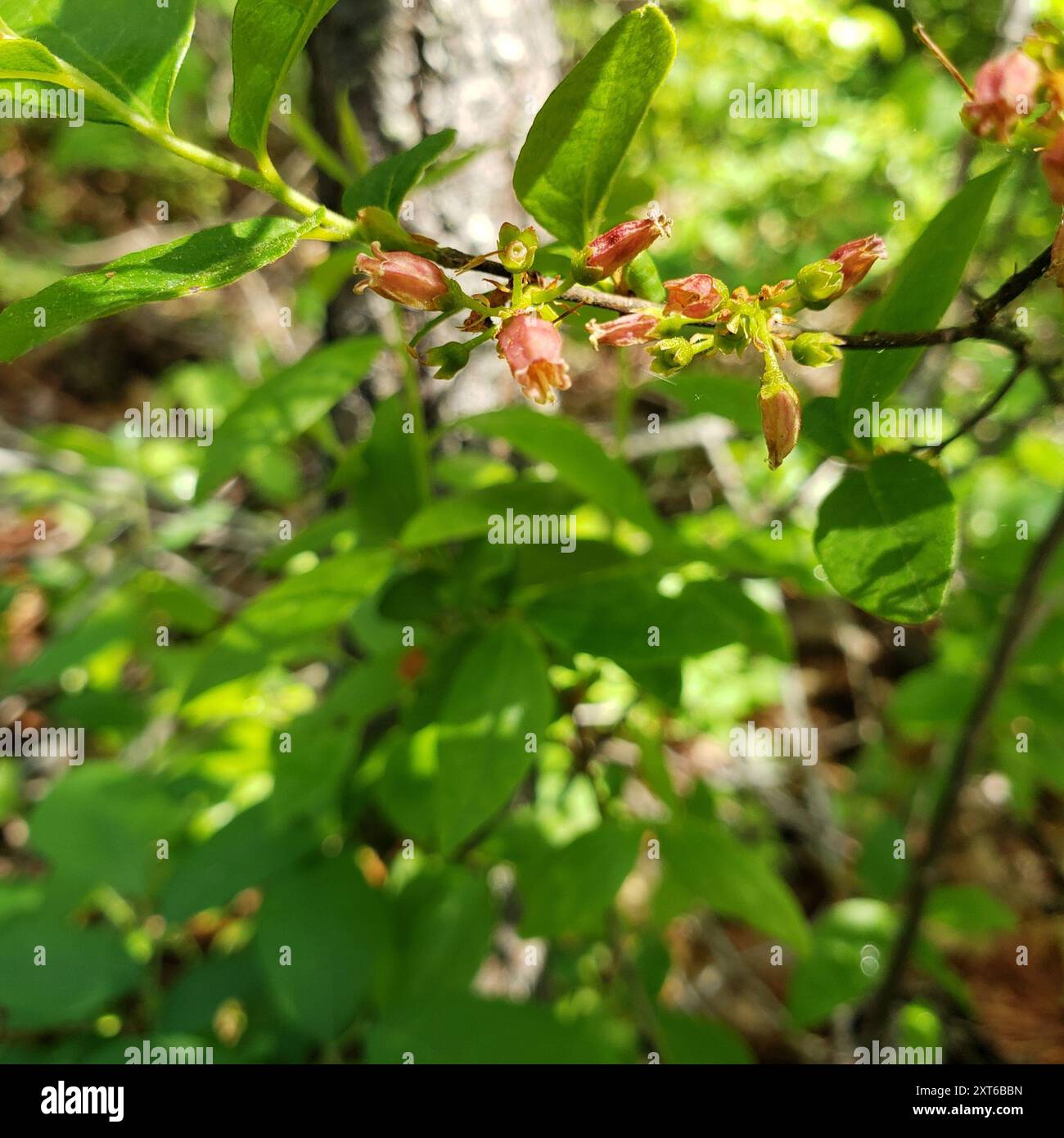 black huckleberry (Gaylussacia baccata) Plantae Stock Photo - Alamy