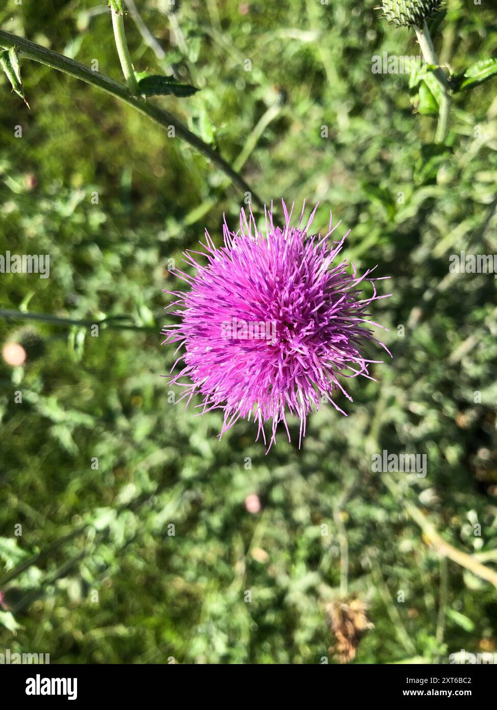 Texas Thistle (Cirsium texanum) Plantae Stock Photo - Alamy