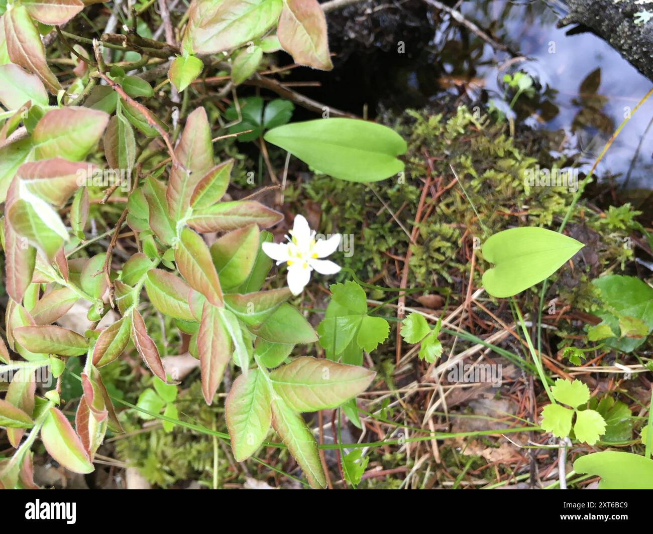 threeleaf goldthread (Coptis trifolia) Plantae Stock Photo - Alamy