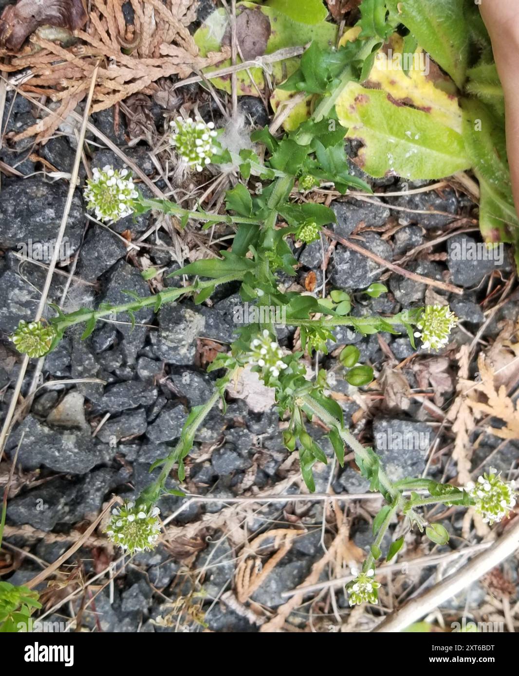 field peppergrass (Lepidium campestre) Plantae Stock Photo - Alamy