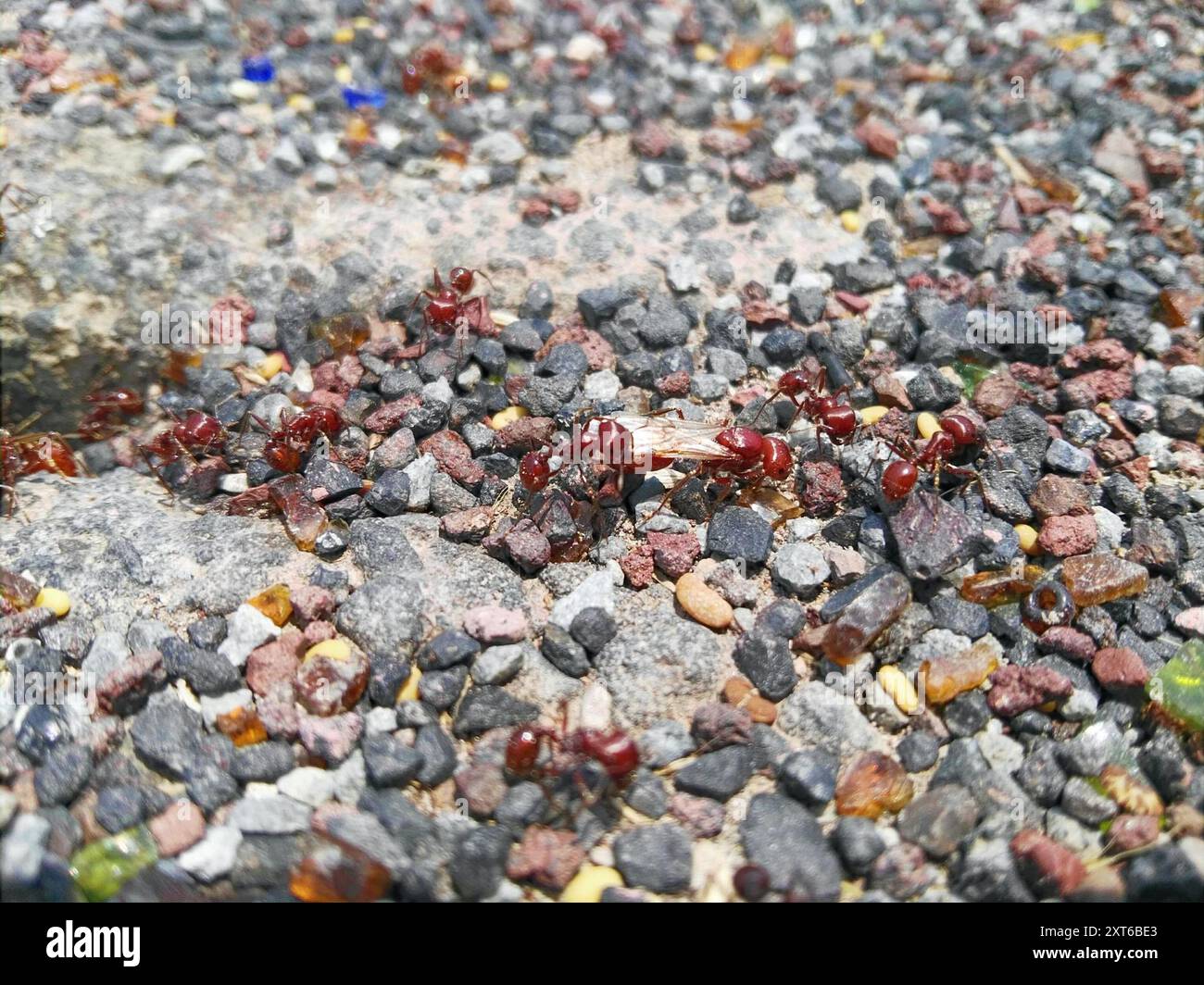 Red Harvester Ant (Pogonomyrmex barbatus) Insecta Stock Photo - Alamy