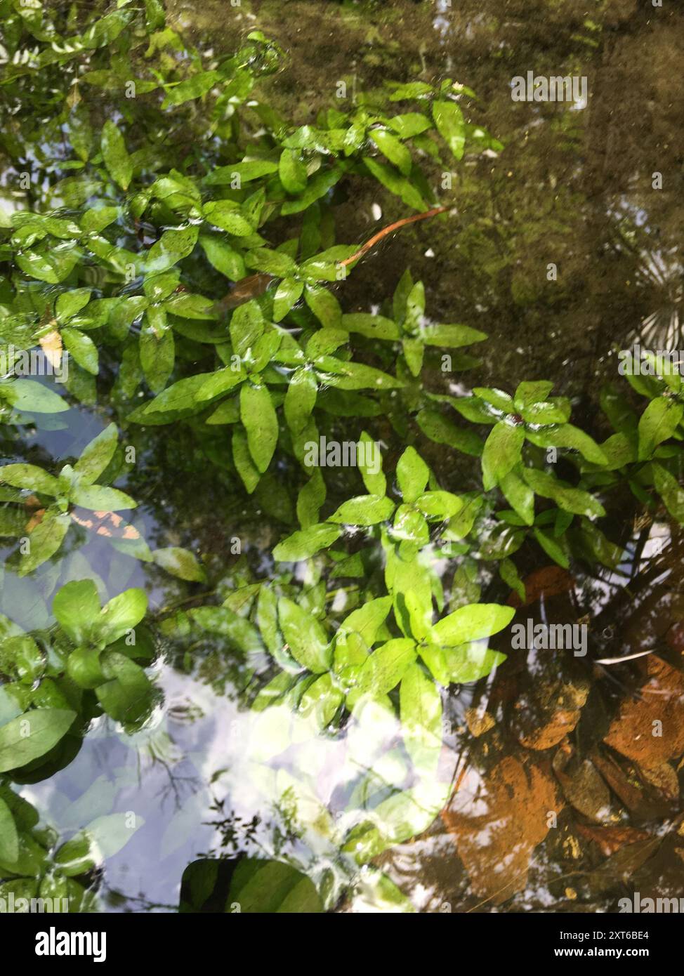 Indian Swampweed (Hygrophila polysperma) Plantae Stock Photo - Alamy