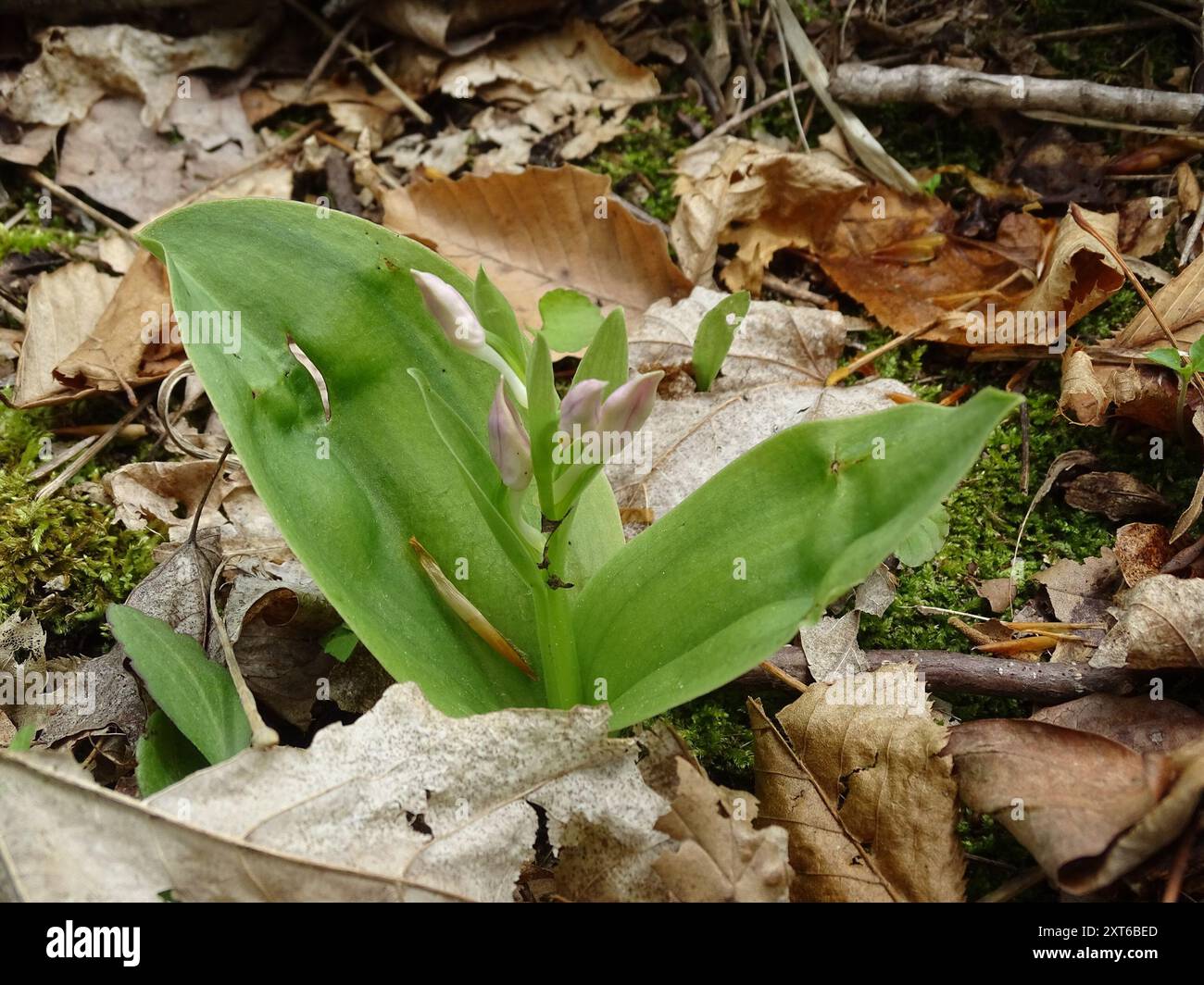 showy orchis (Galearis spectabilis) Plantae Stock Photo - Alamy