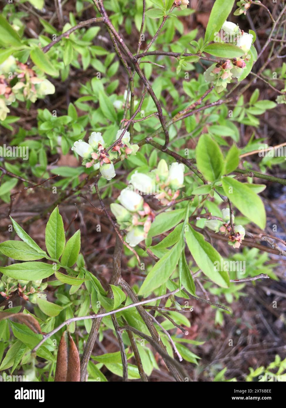 Northern highbush blueberry (Vaccinium corymbosum) Plantae Stock Photo ...