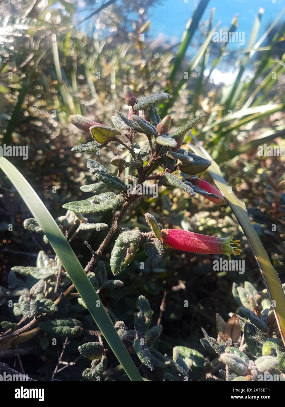 Common Correa (Correa reflexa) Plantae Stock Photo - Alamy
