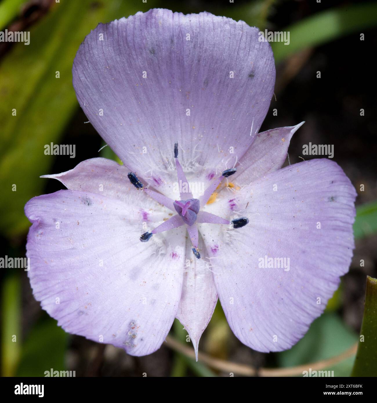 Pink star-tulip (Calochortus uniflorus) Plantae Stock Photo - Alamy