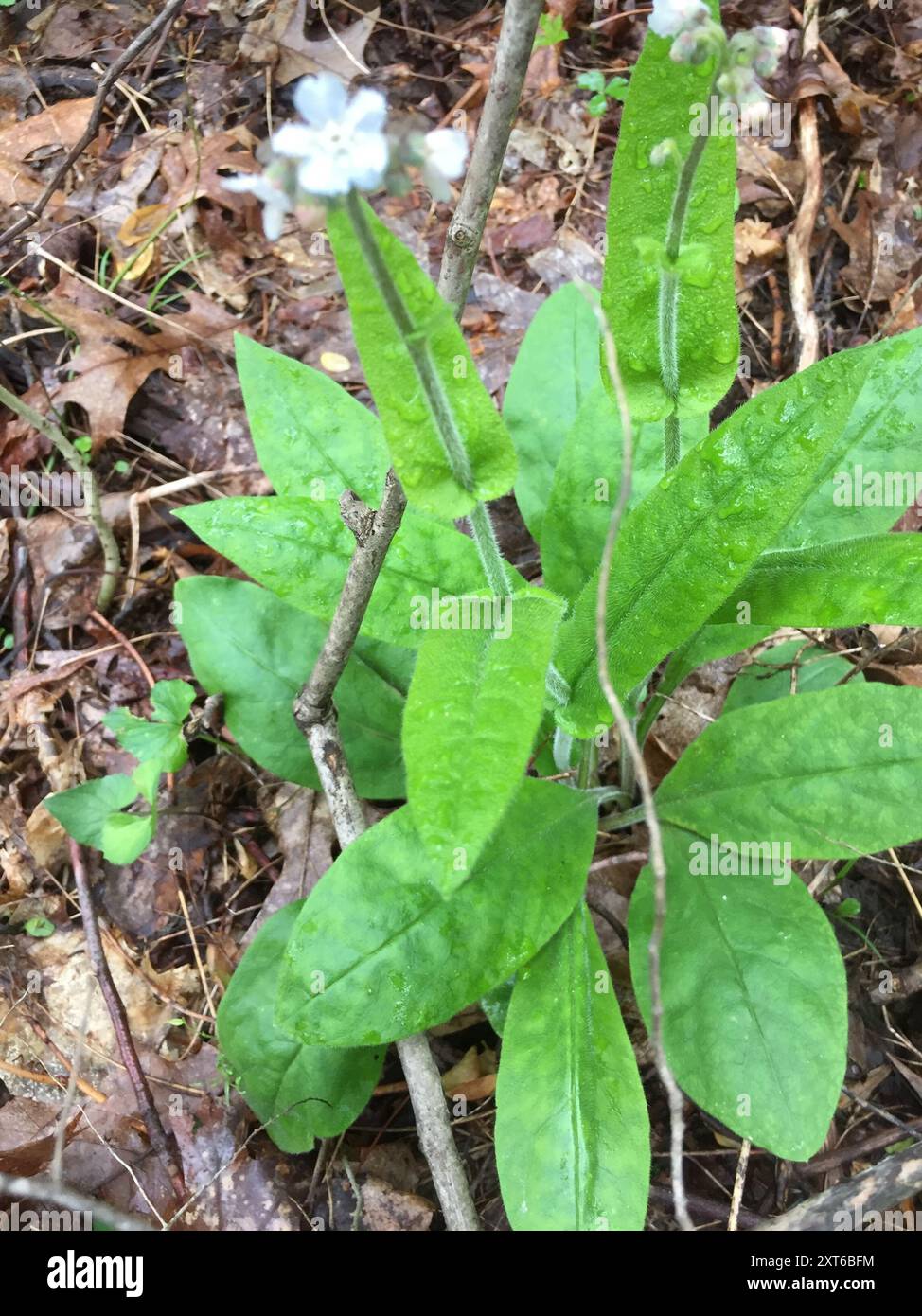 wild comfrey (Andersonglossum virginianum) Plantae Stock Photo - Alamy