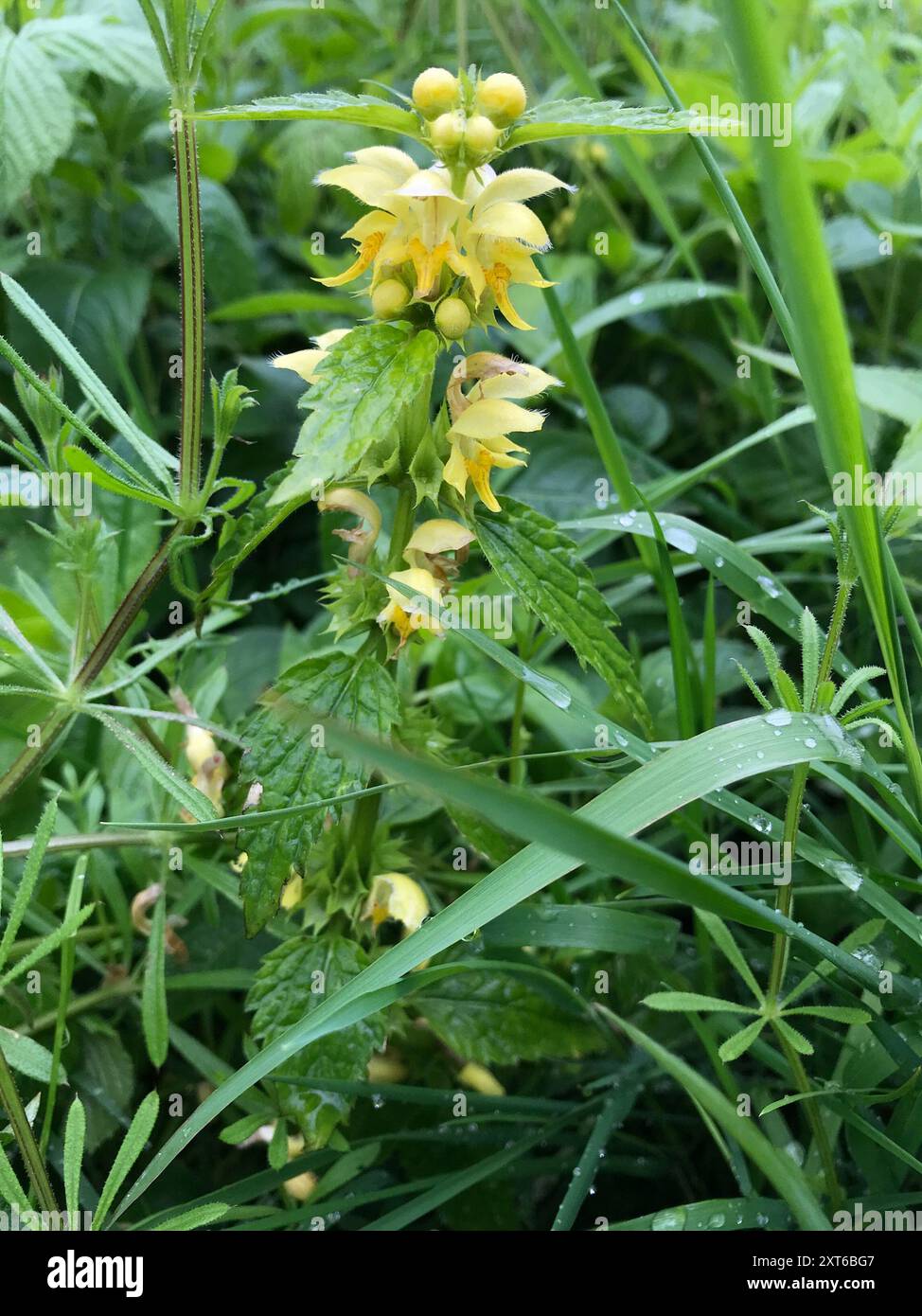 yellow archangel (Lamium galeobdolon) Plantae Stock Photo - Alamy