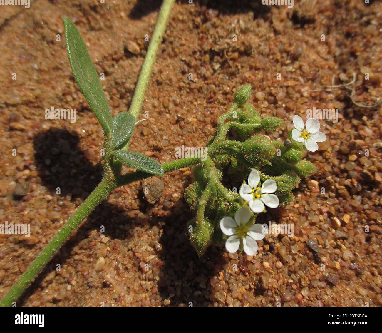 Sticky Lizardfoot (Limeum viscosum) Plantae Stock Photo - Alamy