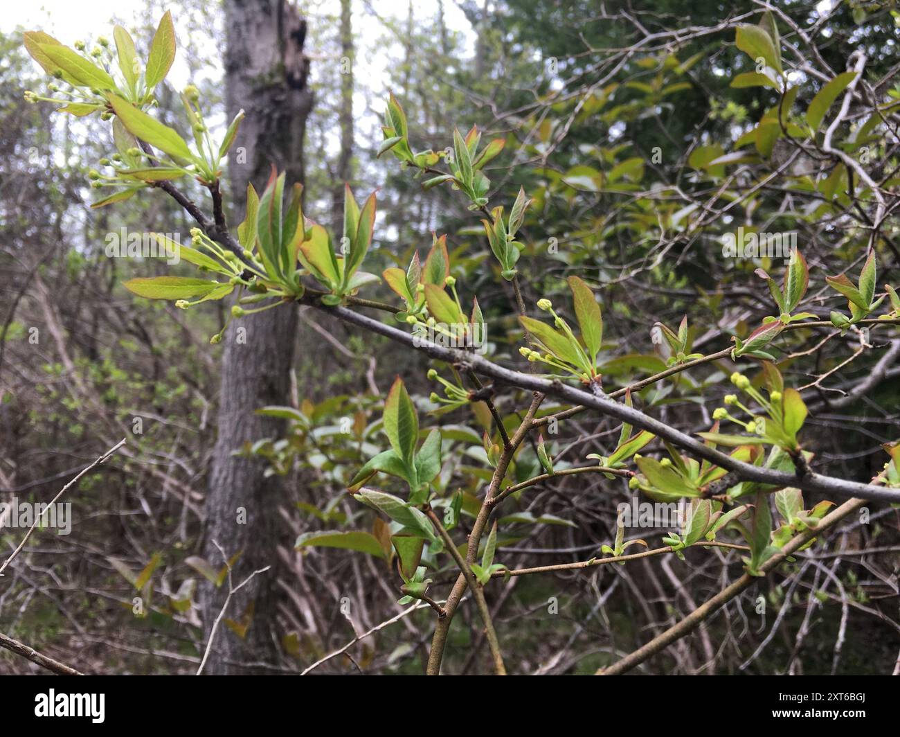 Mountain holly (Ilex mucronata) Plantae Stock Photo - Alamy