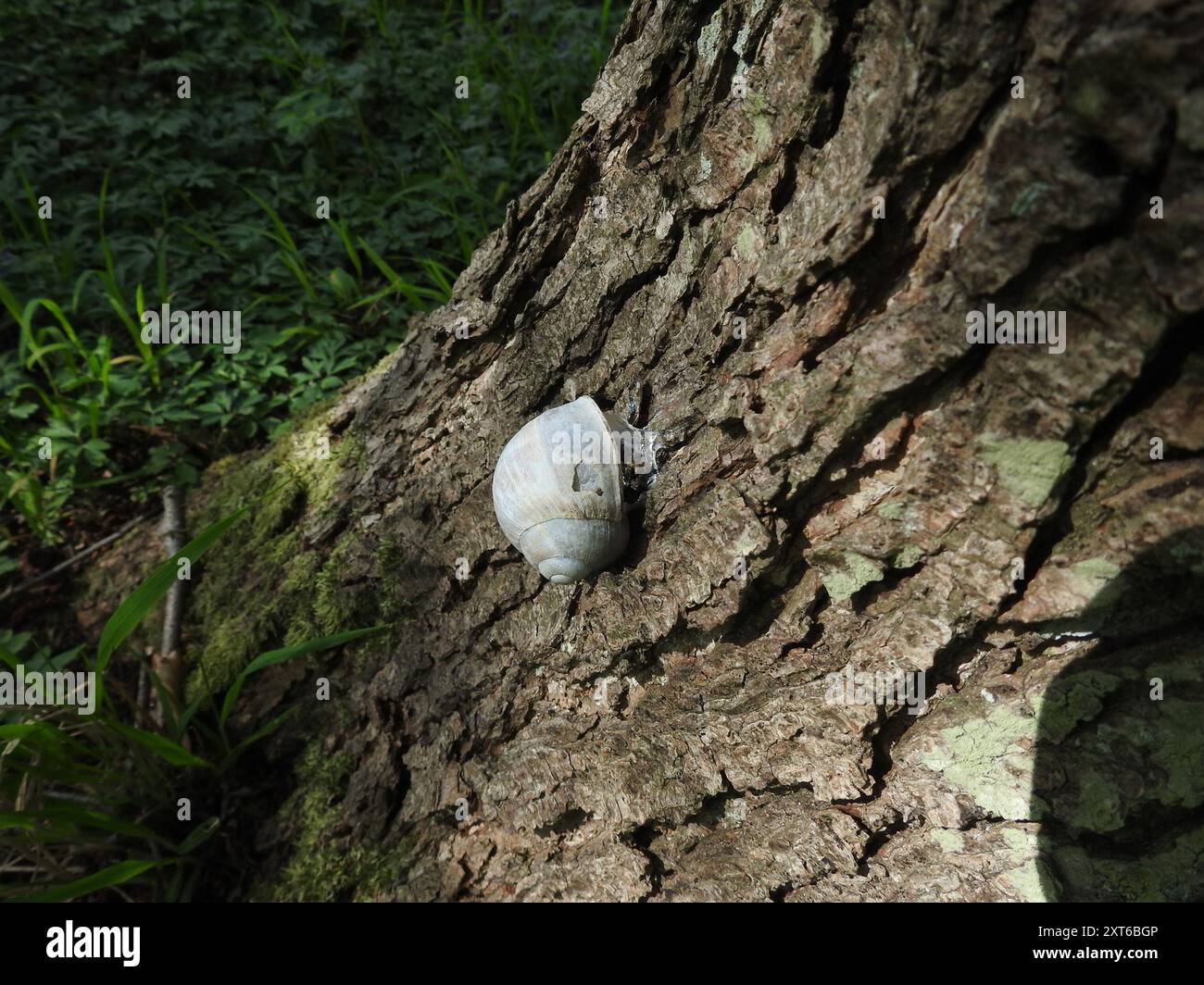 Roman Snail (Helix pomatia) Mollusca Stock Photo - Alamy