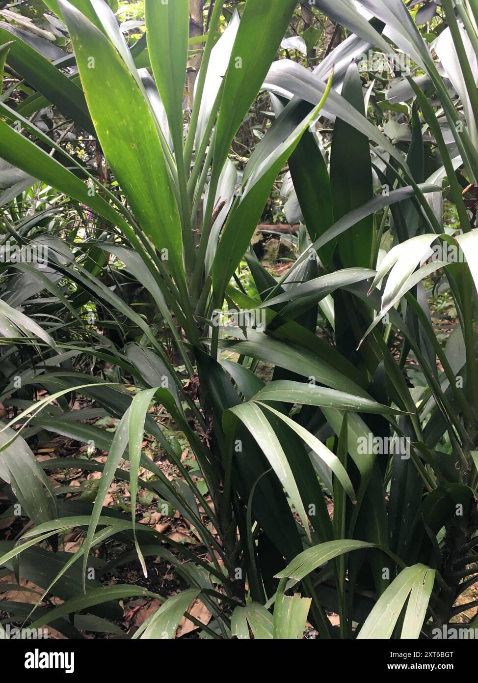 plants (Plantae) Plantae Stock Photo - Alamy