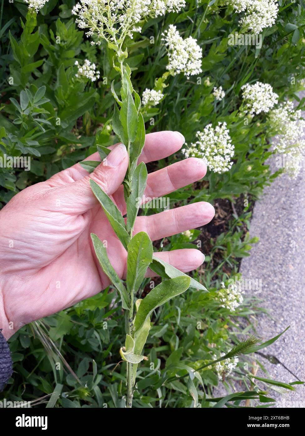 Heart-podded Hoary Cress (Lepidium draba) Plantae Stock Photo - Alamy