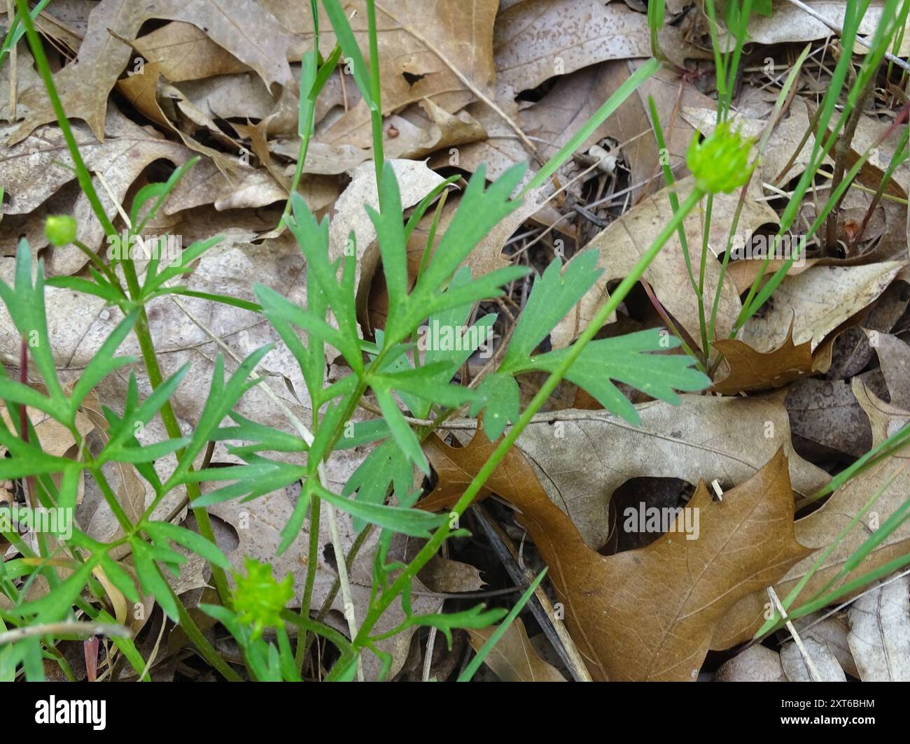 Early Buttercup (Ranunculus fascicularis) Plantae Stock Photo - Alamy
