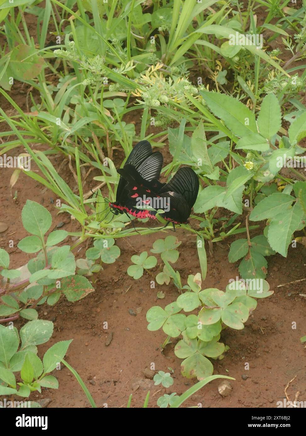 Chinese Windmill (Byasa confusa) Insecta Stock Photo - Alamy