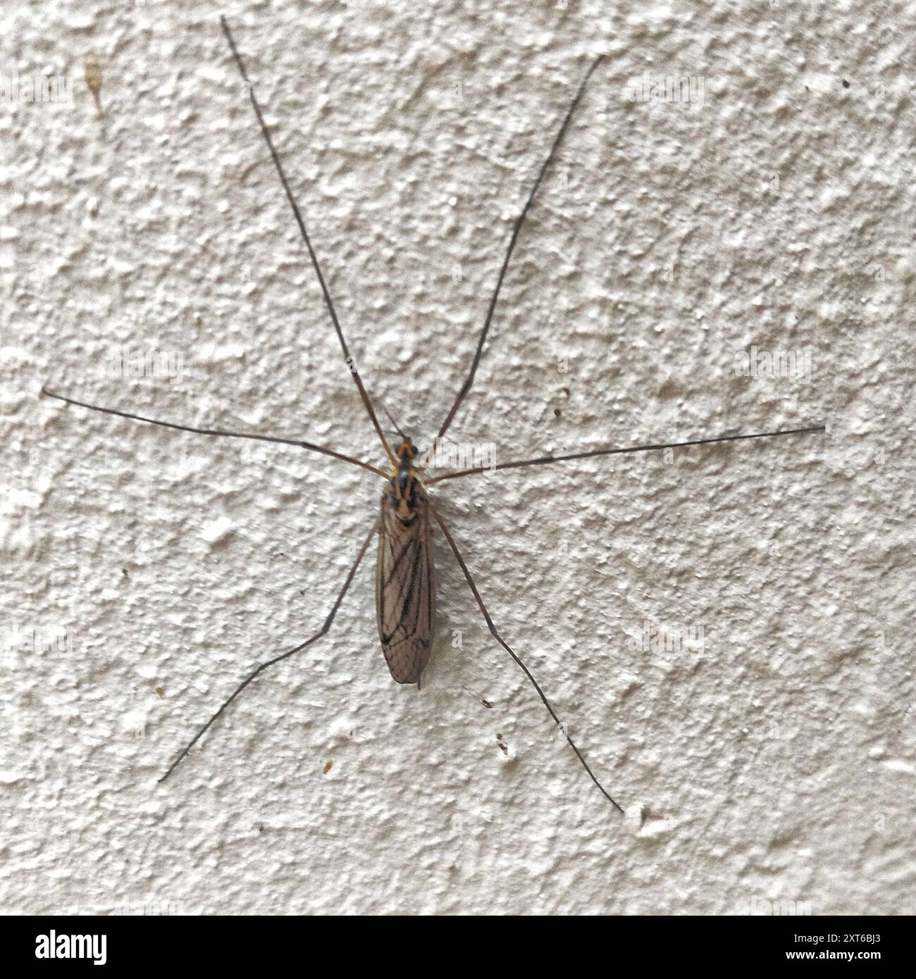 Large Crane Flies (Tipulidae) Insecta Stock Photo - Alamy