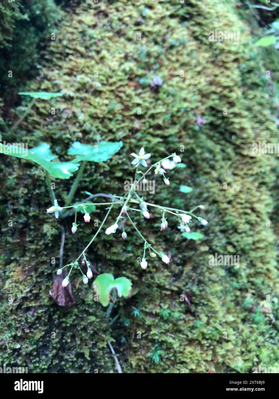 wood saxifrage (Saxifraga mertensiana) Plantae Stock Photo - Alamy