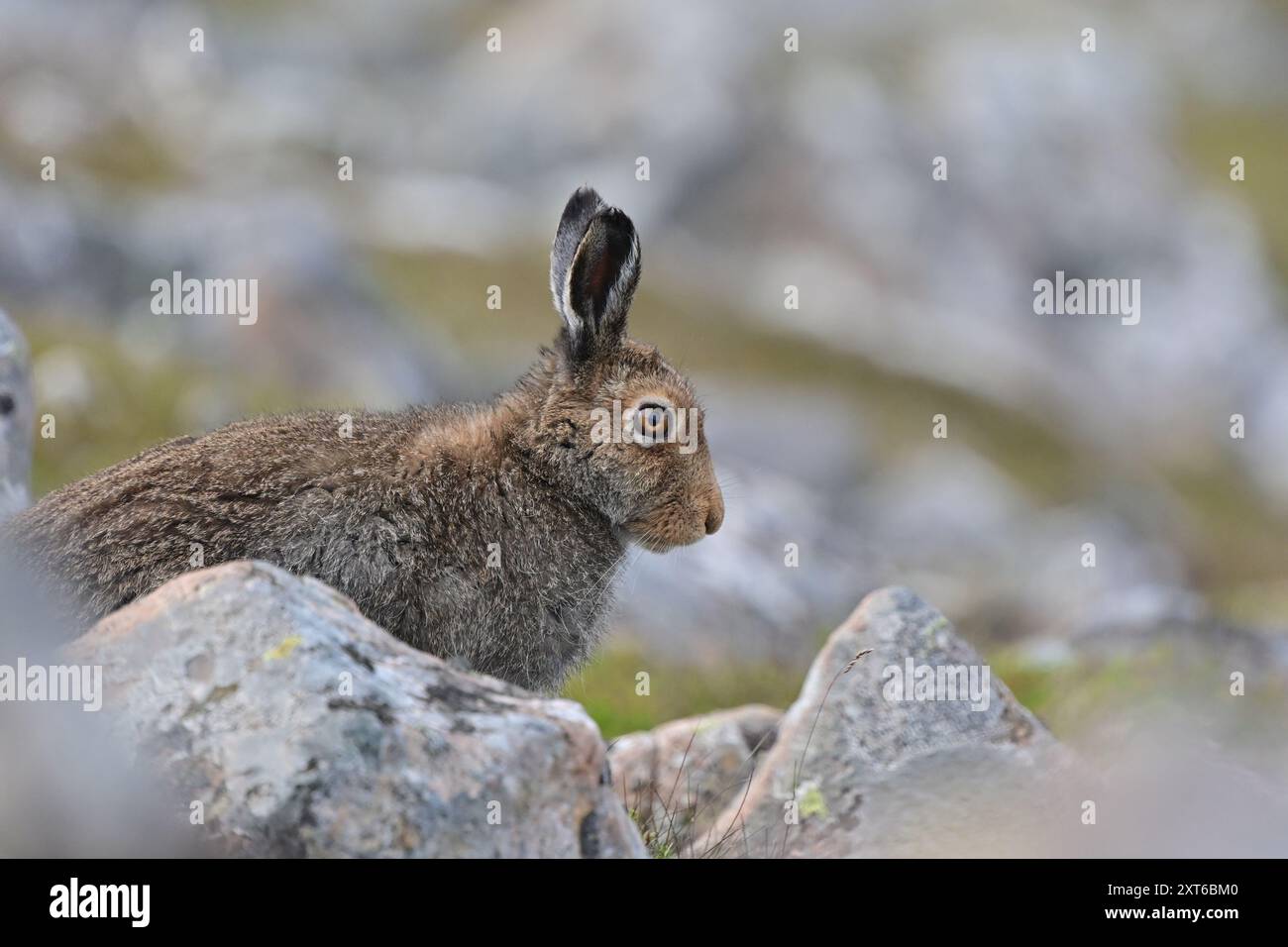Mountain hare Lepus timidus Stock Photo - Alamy