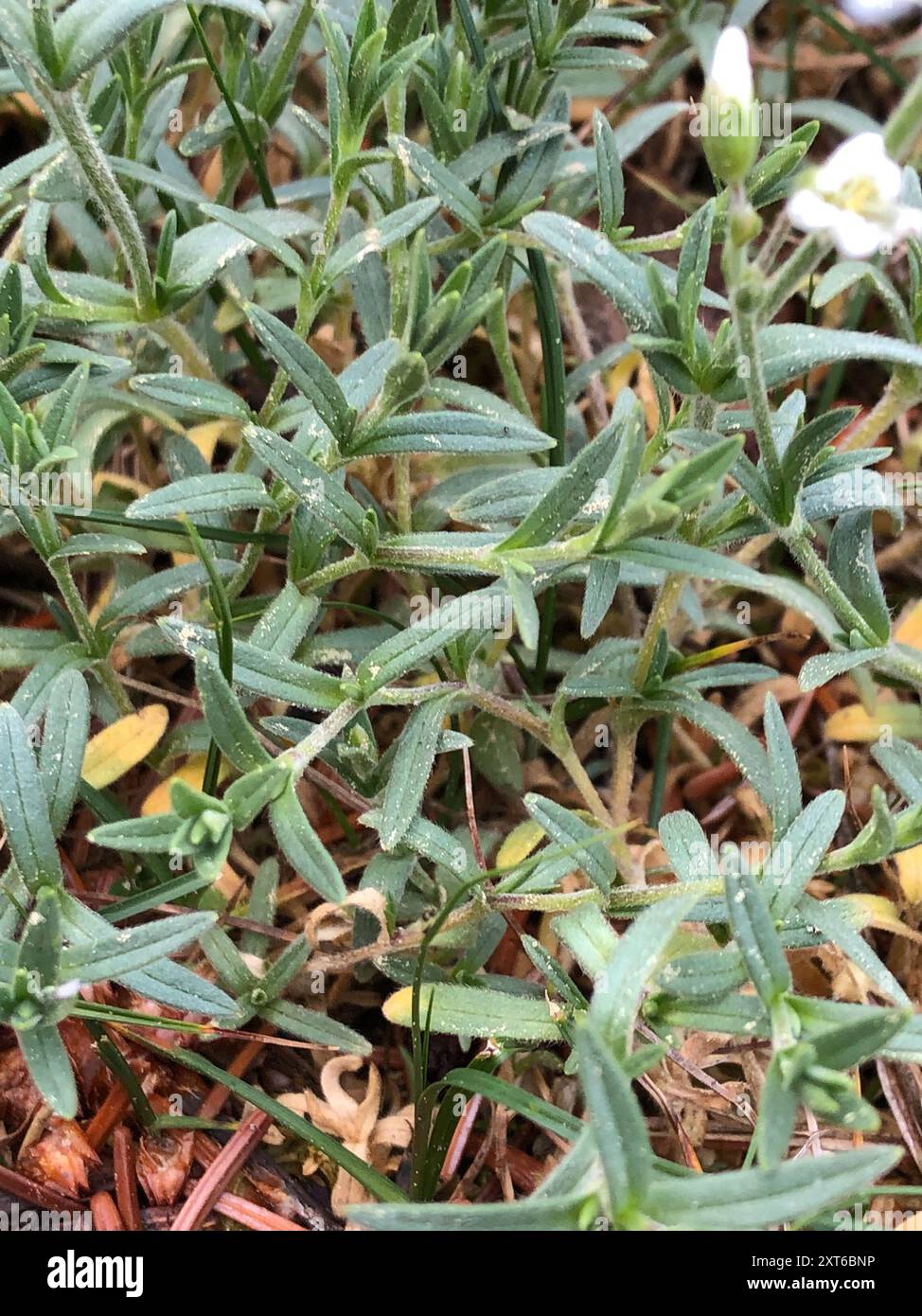 field chickweed (Cerastium arvense) Plantae Stock Photo - Alamy