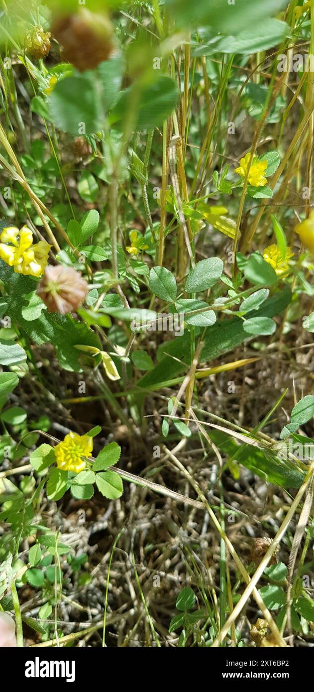 hop trefoil (Trifolium campestre) Plantae Stock Photo - Alamy