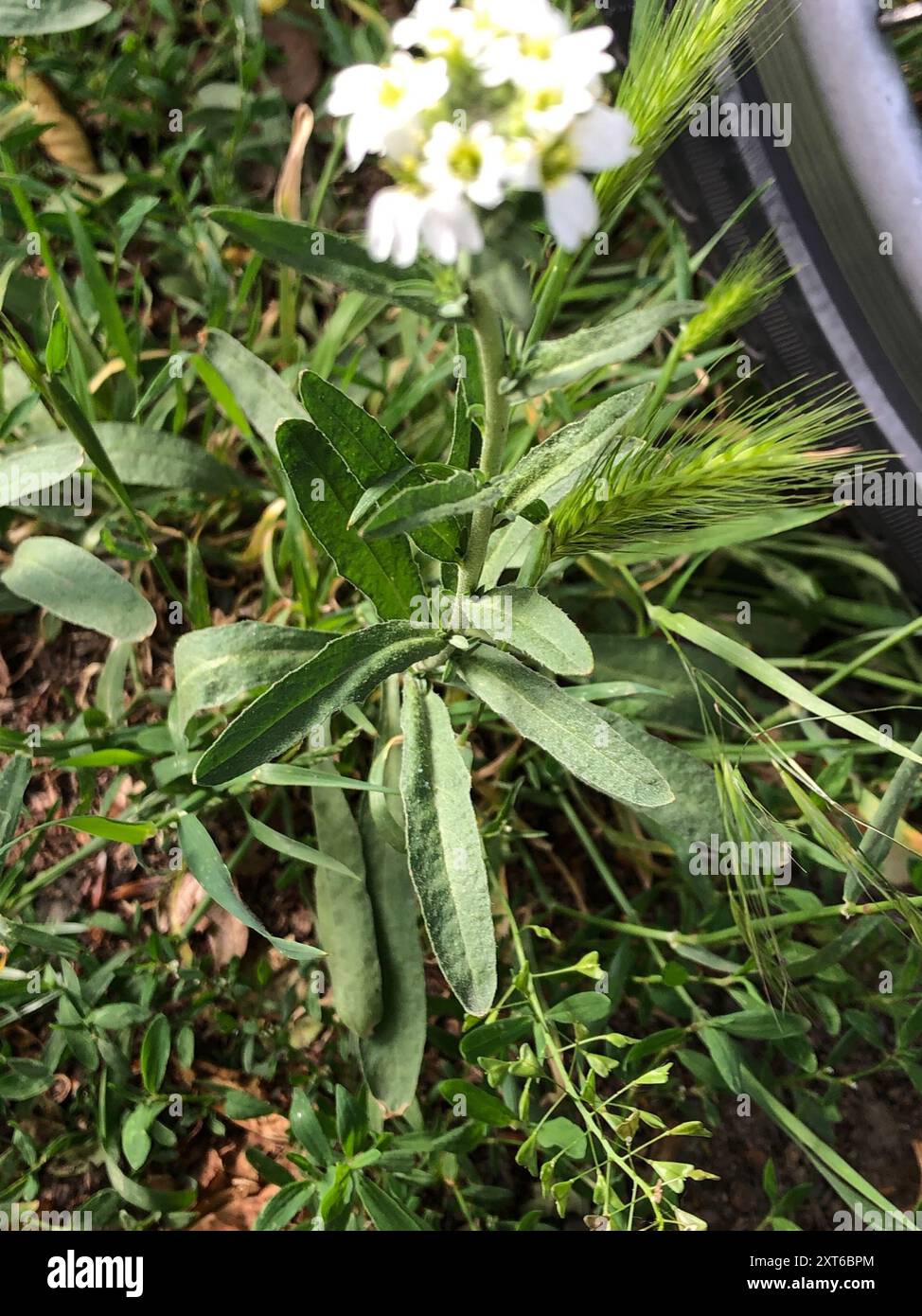 mustard family (Brassicaceae) Plantae Stock Photo - Alamy