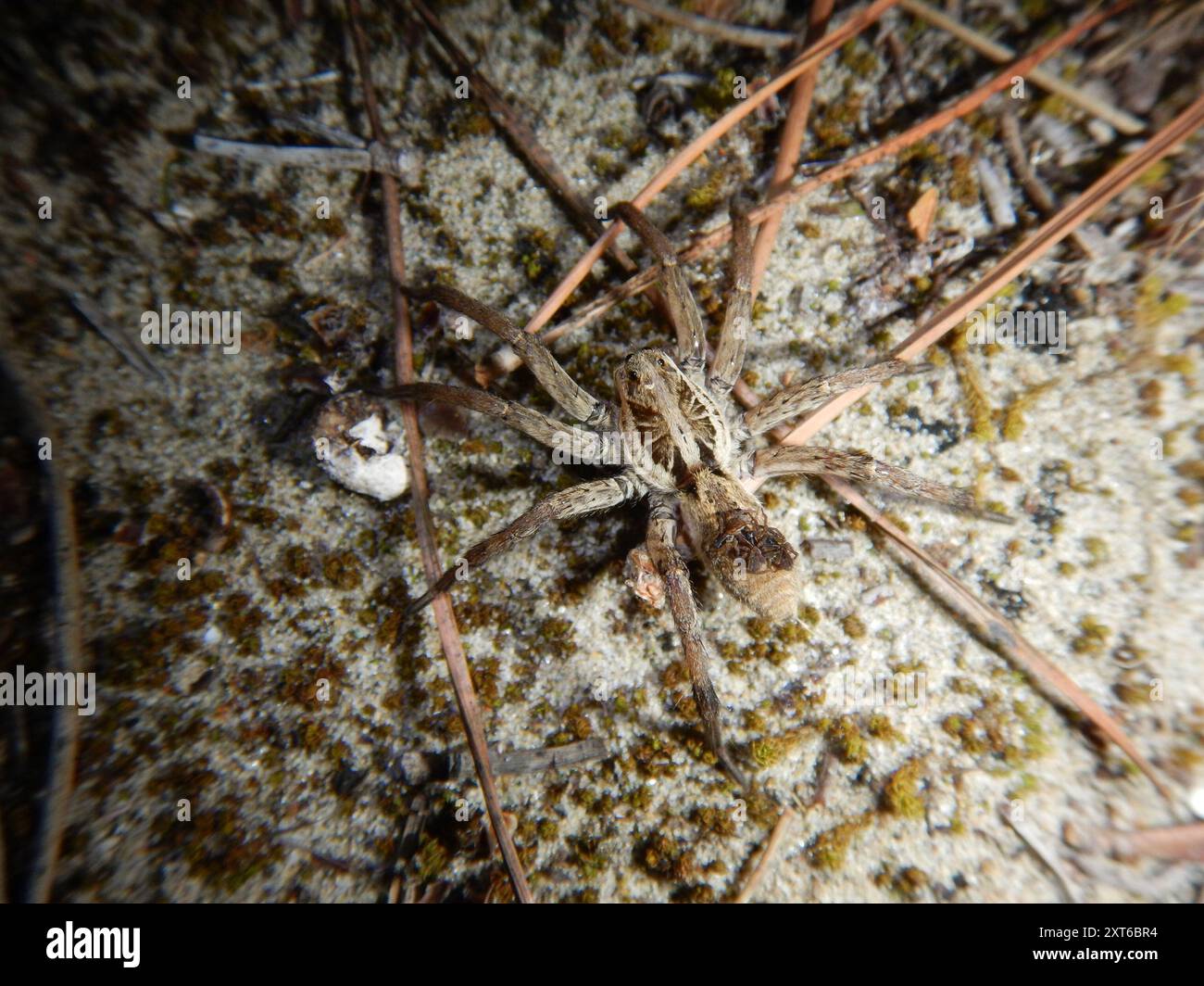 Radiated Wolf Spider (Hogna radiata) Arachnida Stock Photo - Alamy