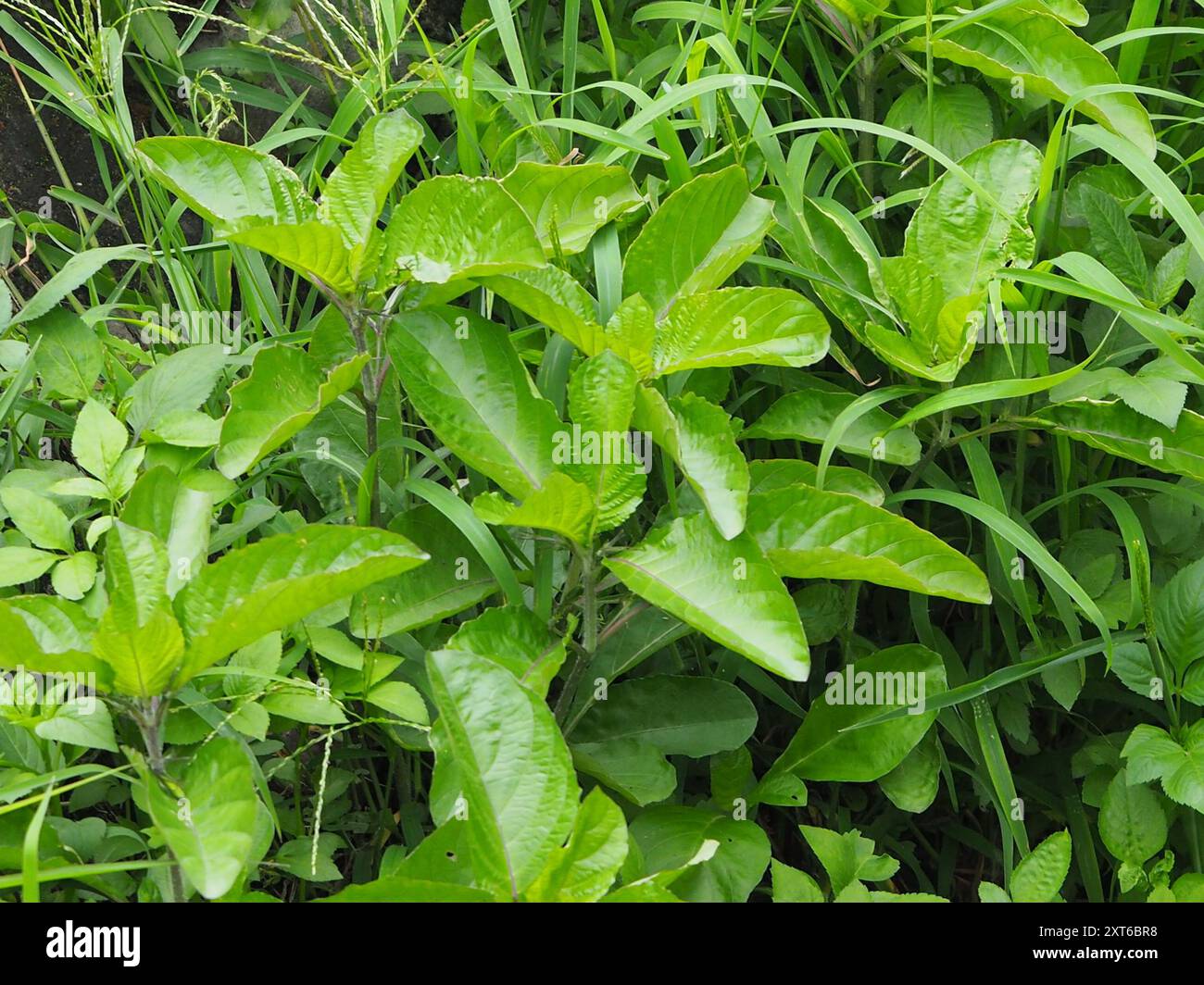 popping pod (Ruellia tuberosa) Plantae Stock Photo - Alamy