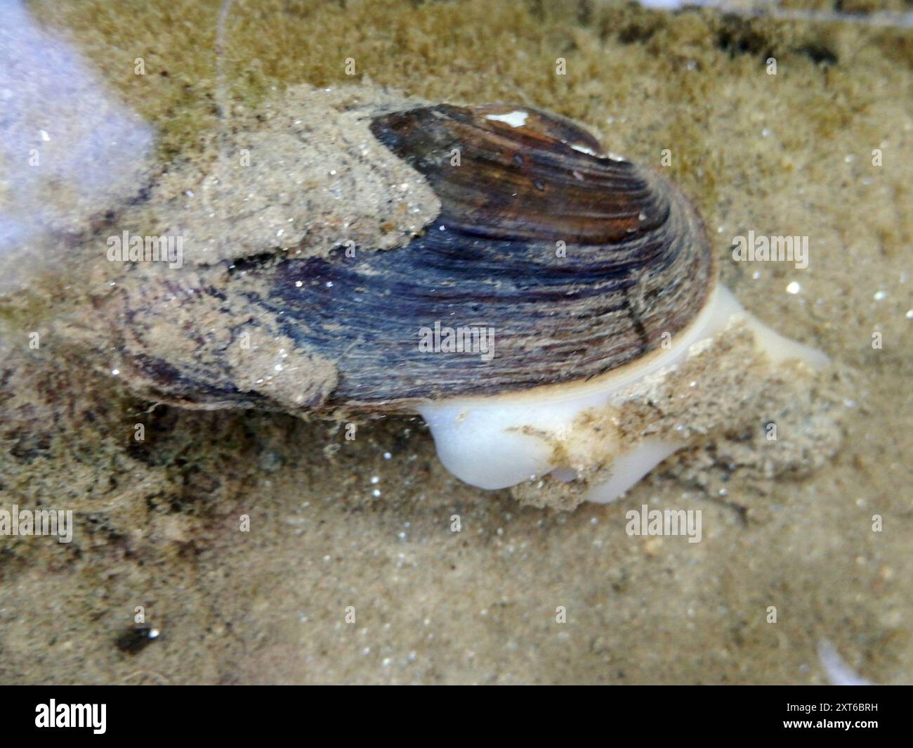 Unio crassus hi-res stock photography and images - Alamy