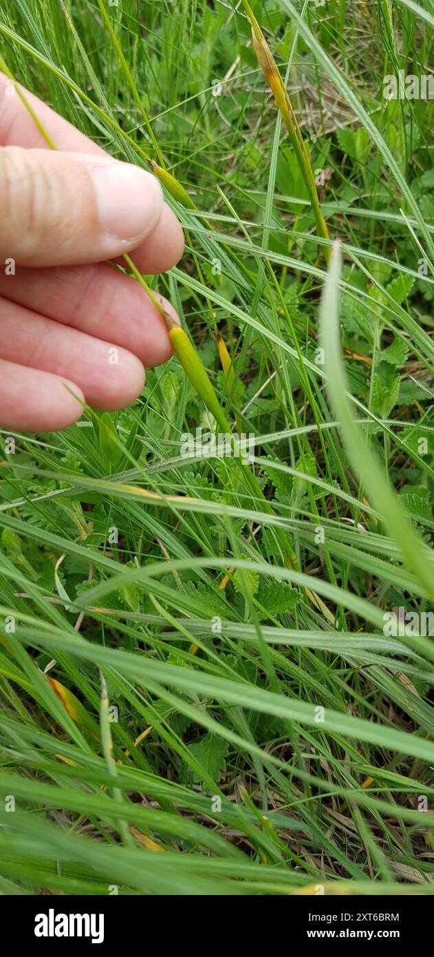 Vaginatus hi-res stock photography and images - Alamy