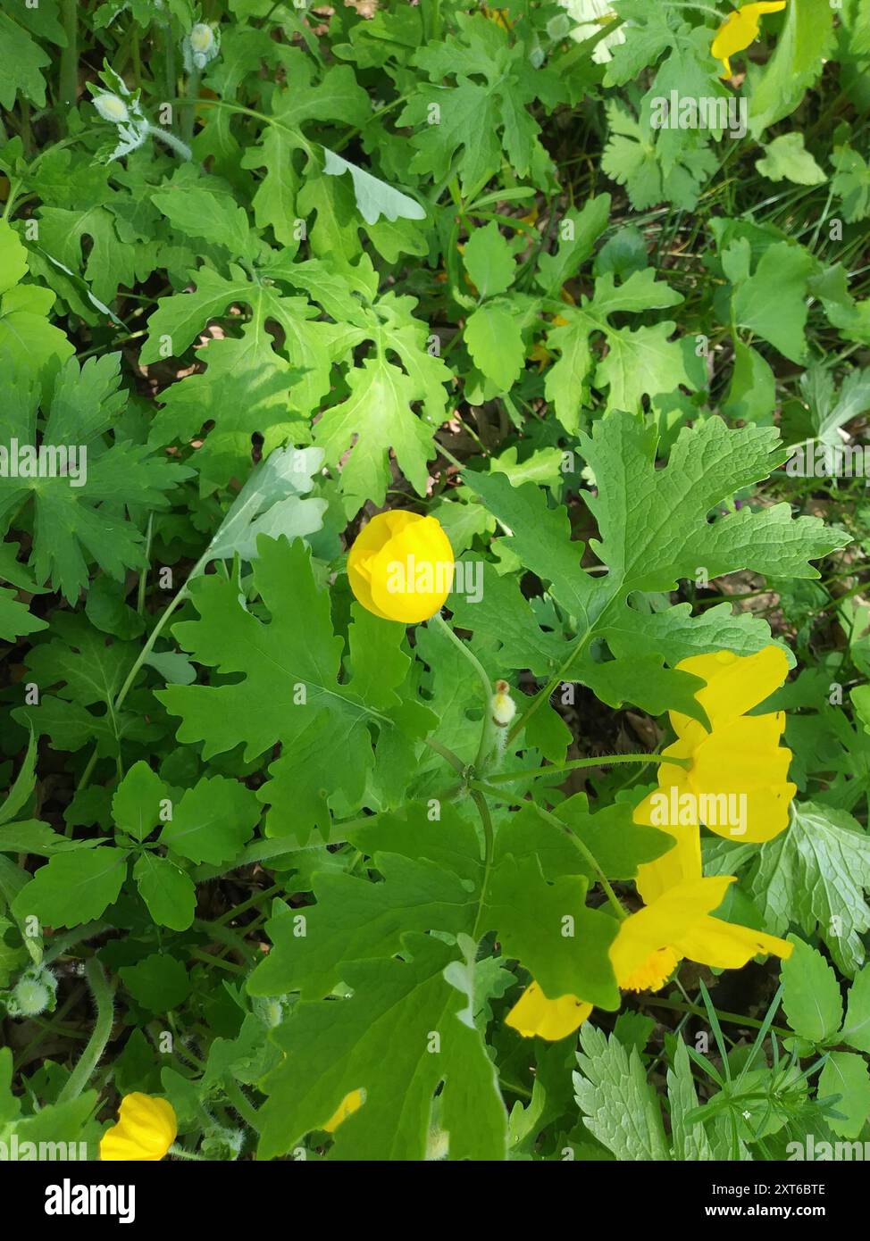 Celandine Poppy (Stylophorum diphyllum) Plantae Stock Photo - Alamy