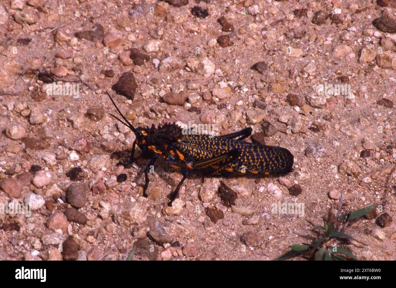 Rainbow Milkweed Locust (Phymateus saxosus) Insecta Stock Photo - Alamy