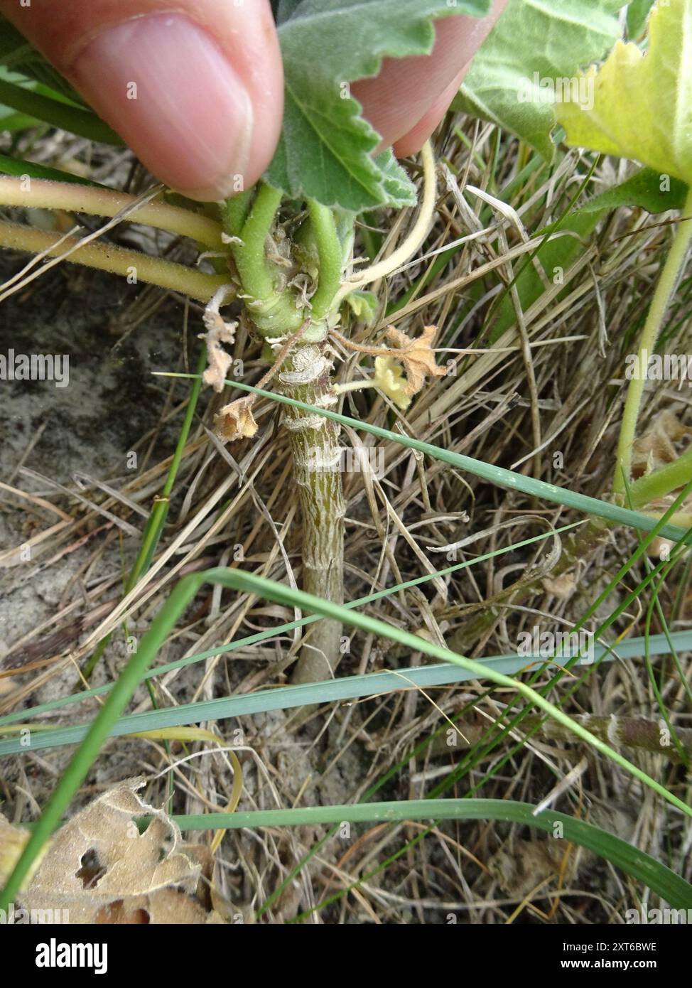 Tree Mallow (Malva arborea) Plantae Stock Photo - Alamy