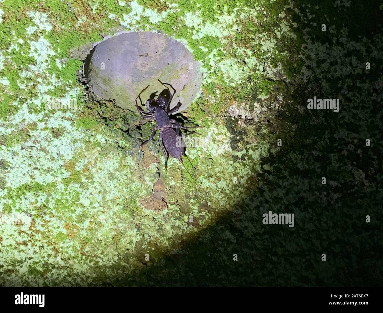 Taiwan whipscorpion (Typopeltis crucifer) Arachnida Stock Photo - Alamy
