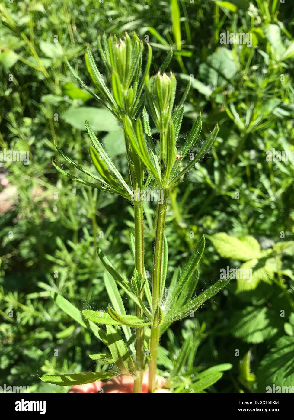 catchweed bedstraw (Galium aparine) Plantae Stock Photo - Alamy