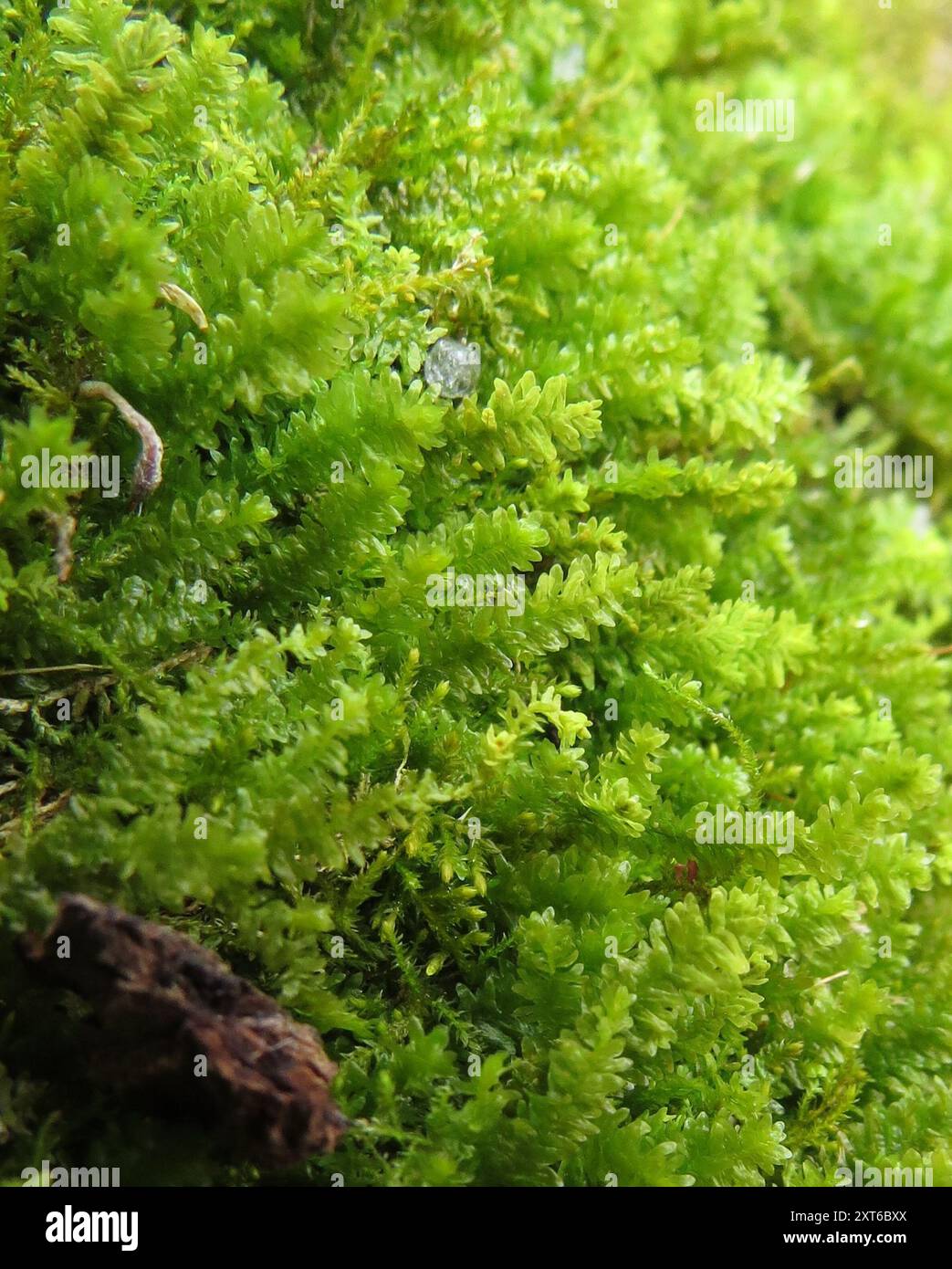 delicate fern moss (Thuidium delicatulum) Plantae Stock Photo - Alamy