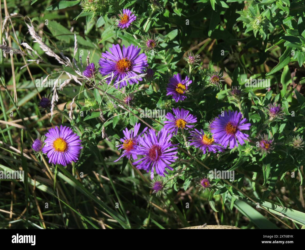 New England aster (Symphyotrichum novae-angliae) Plantae Stock Photo ...