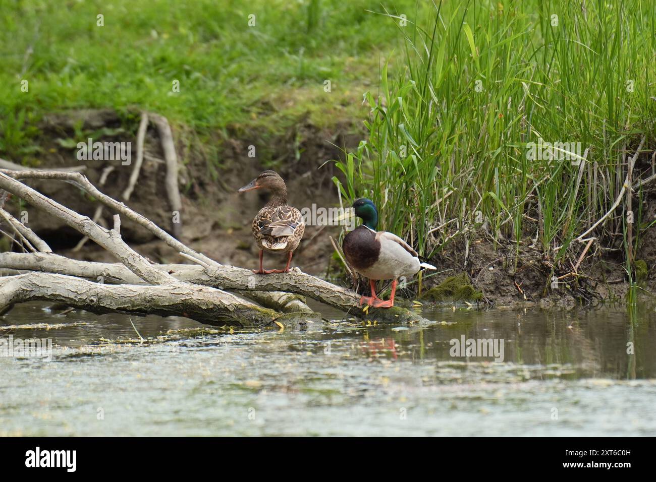 Black sea fauna and flora hi-res stock photography and images - Alamy