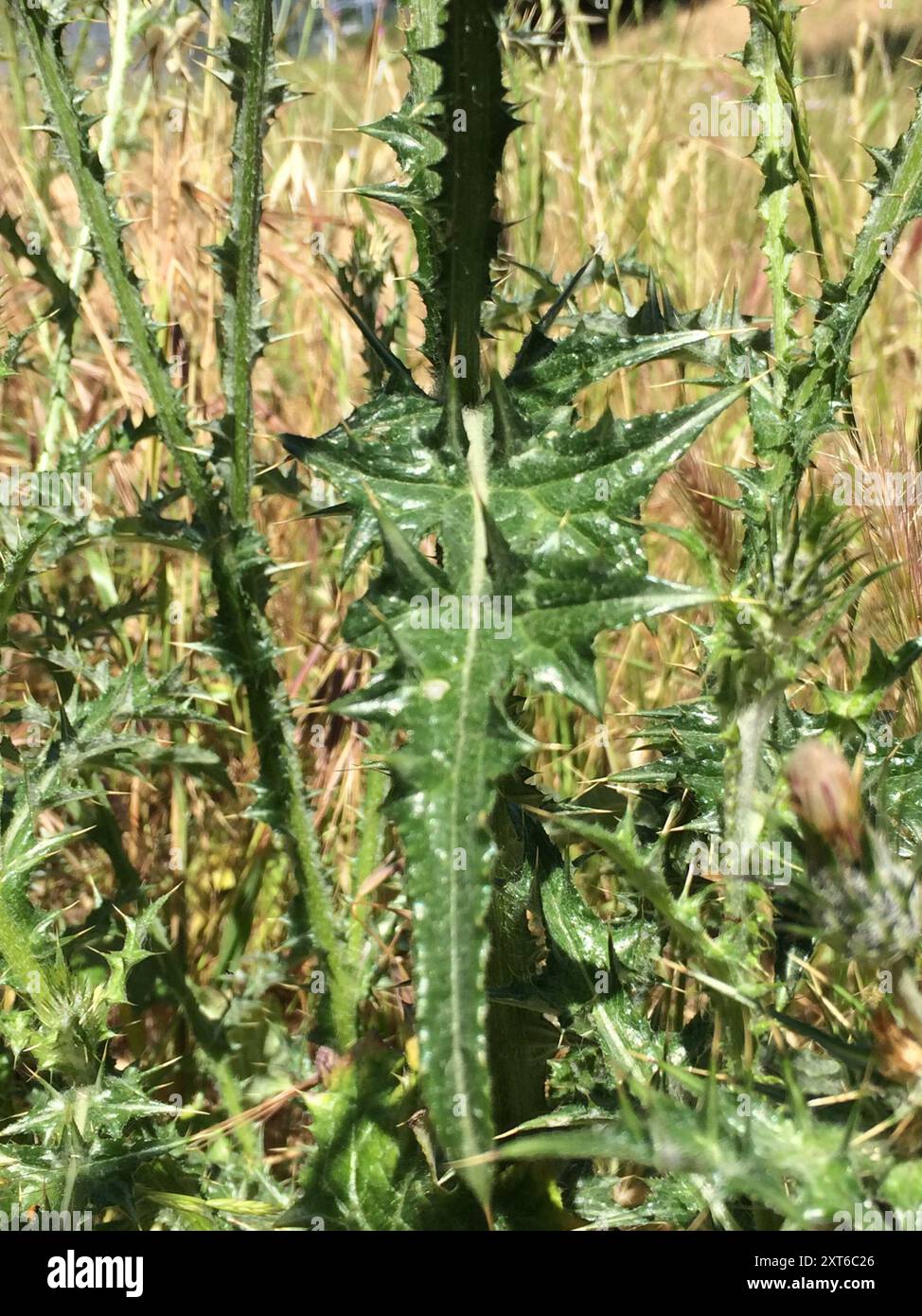 Italian thistle (Carduus pycnocephalus) Plantae Stock Photo - Alamy