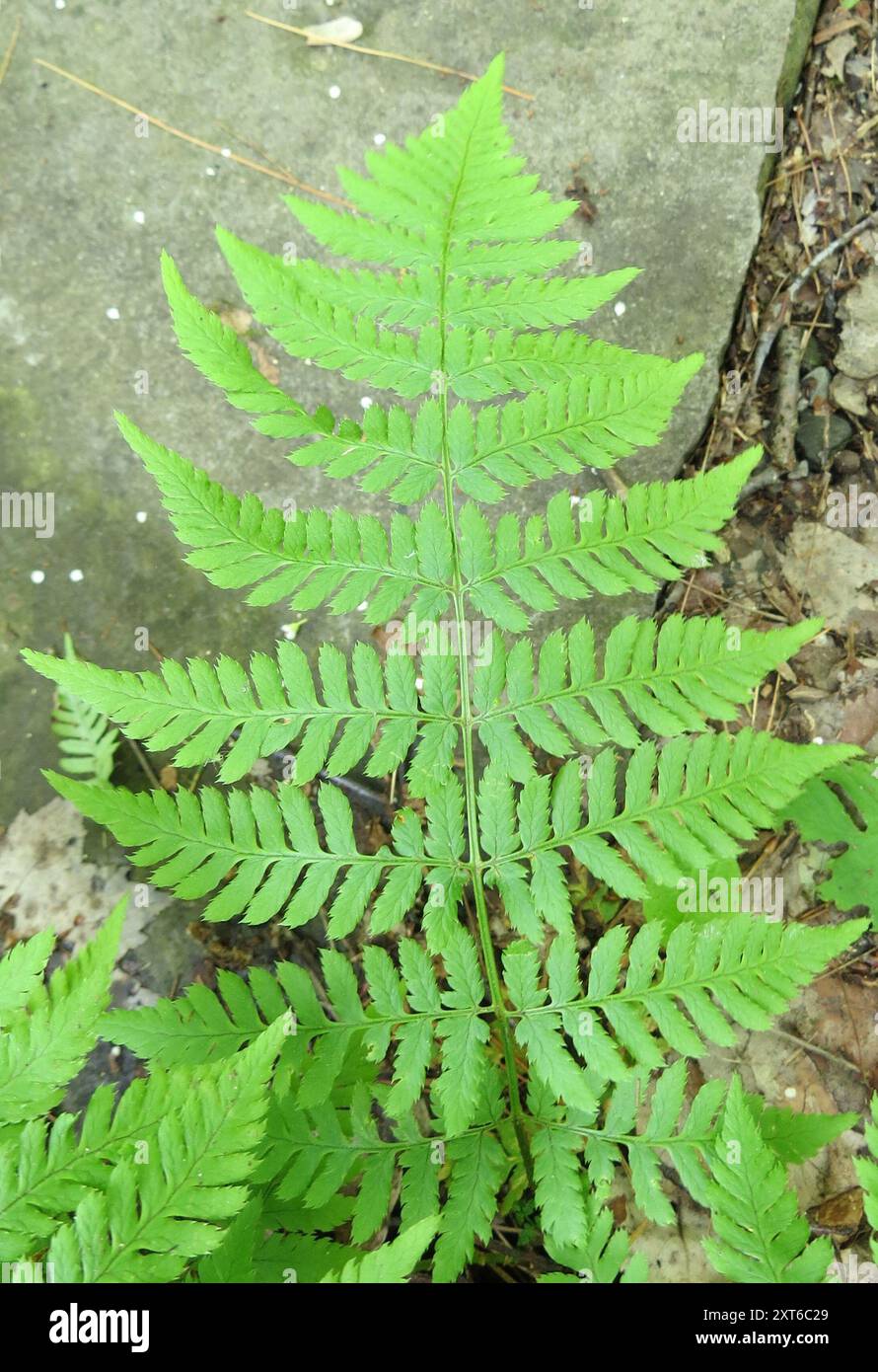 spinulose wood fern (Dryopteris carthusiana) Plantae Stock Photo - Alamy