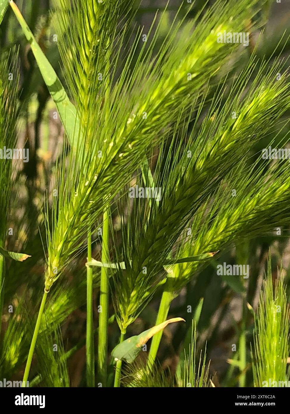 wall barley (Hordeum murinum) Plantae Stock Photo - Alamy