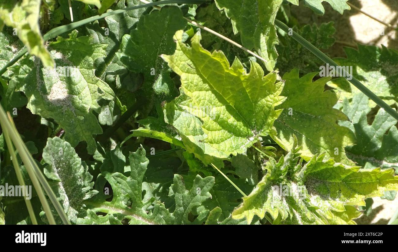 nettle family (Urticaceae) Plantae Stock Photo - Alamy