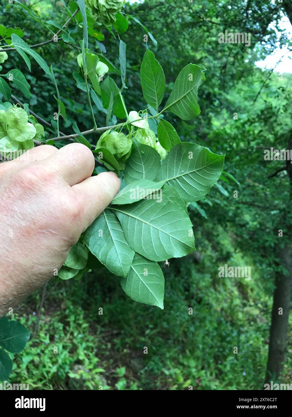 common hoptree (Ptelea trifoliata) Plantae Stock Photo - Alamy
