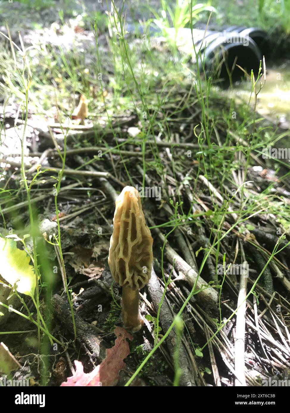 Woodchip Morel (Morchella rufobrunnea) Fungi Stock Photo - Alamy