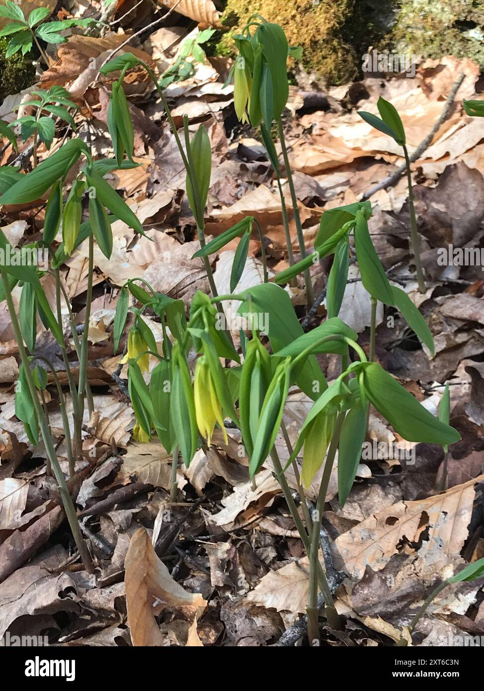 largeflower bellwort (Uvularia grandiflora) Plantae Stock Photo - Alamy