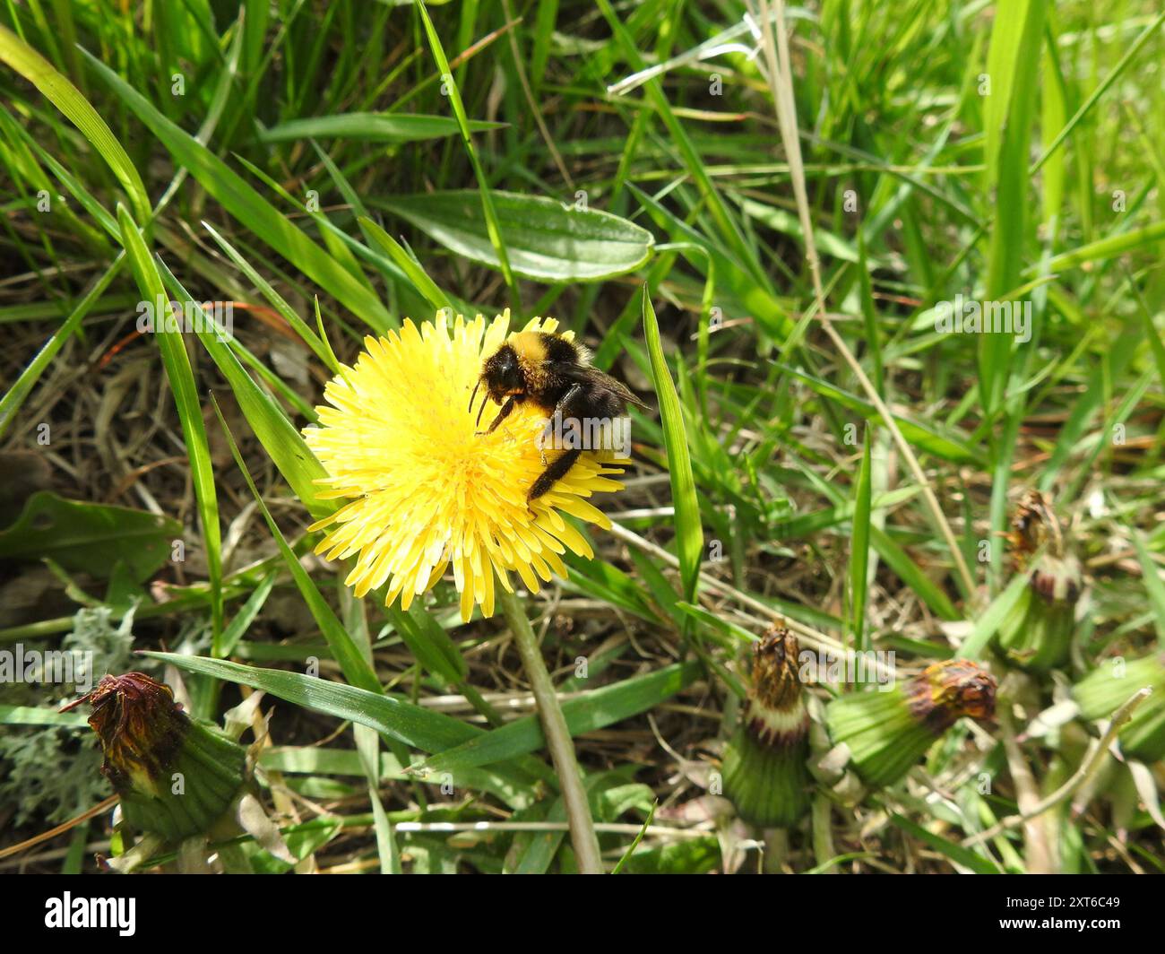 Bohemian Cuckoo Bumble bee (Bombus bohemicus) Insecta Stock Photo - Alamy